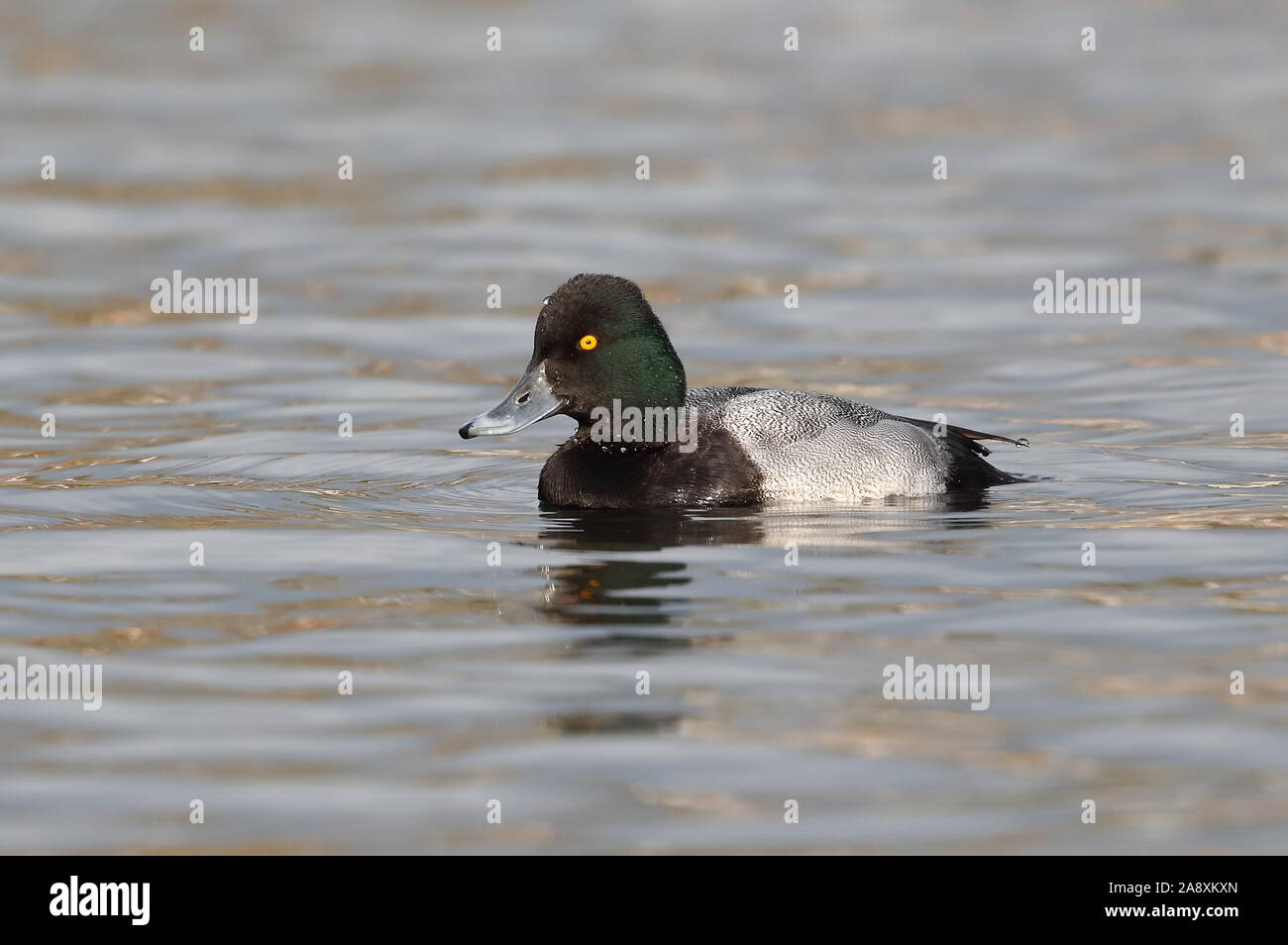 Bluebill drake hi-res stock photography and images - Alamy