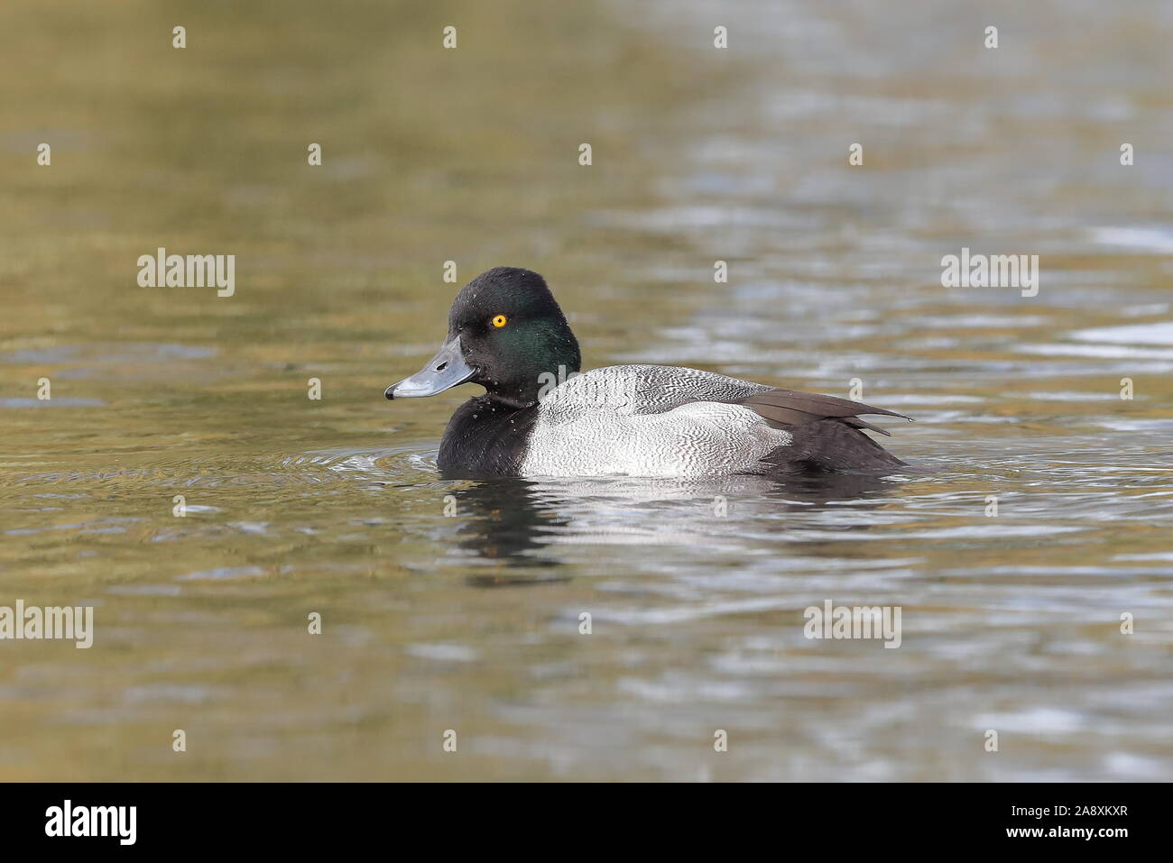 Drake Lesser Scaup Stock Photo - Alamy