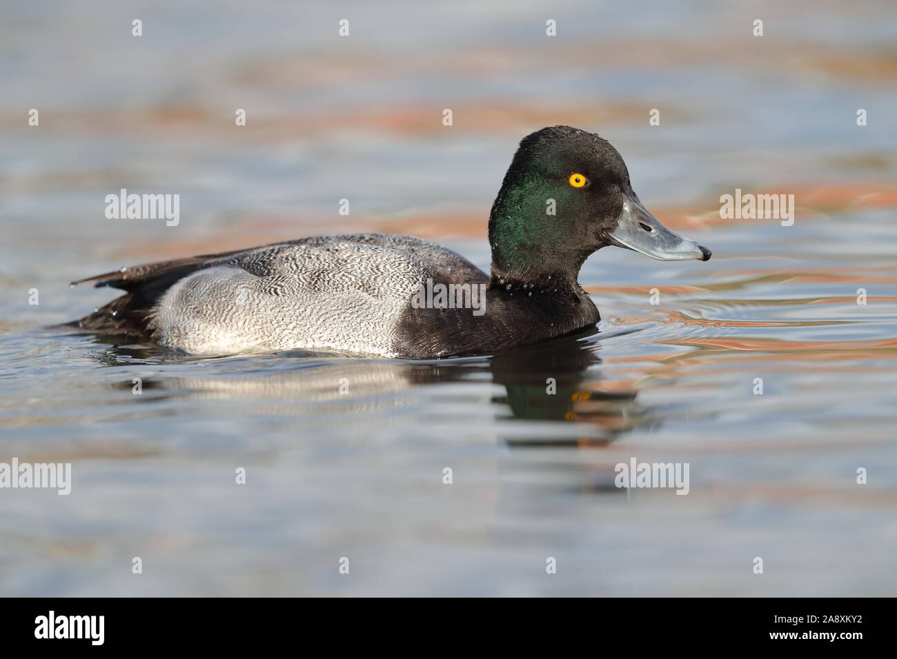 Drake Lesser Scaup Stock Photo - Alamy