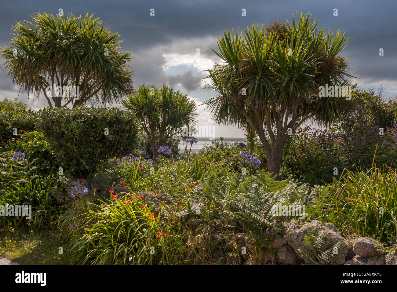 Isles of scilly palm tree hi-res stock photography and images - Alamy