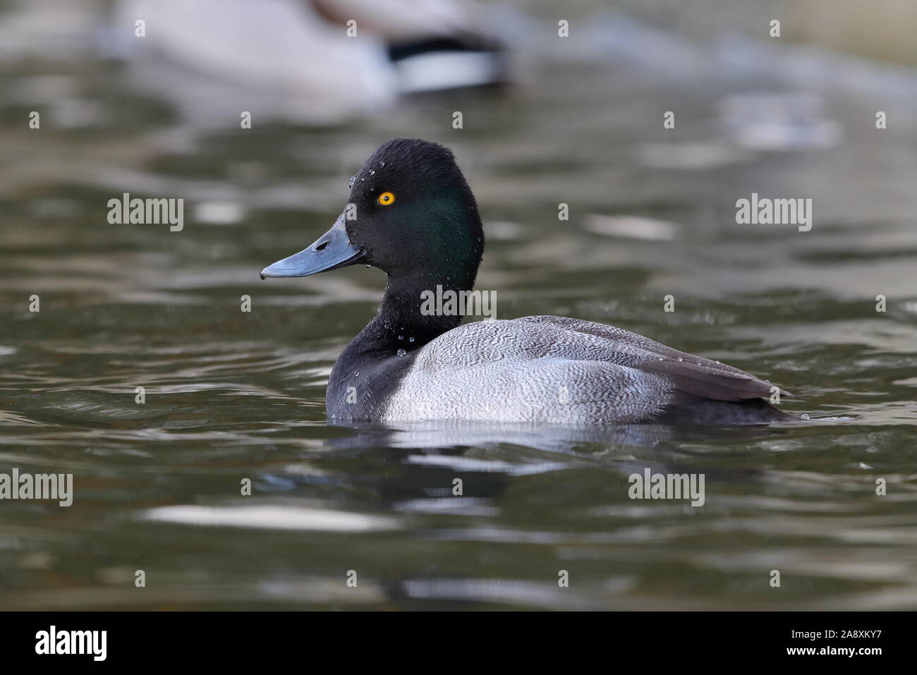 Drake Lesser Scaup Stock Photo - Alamy
