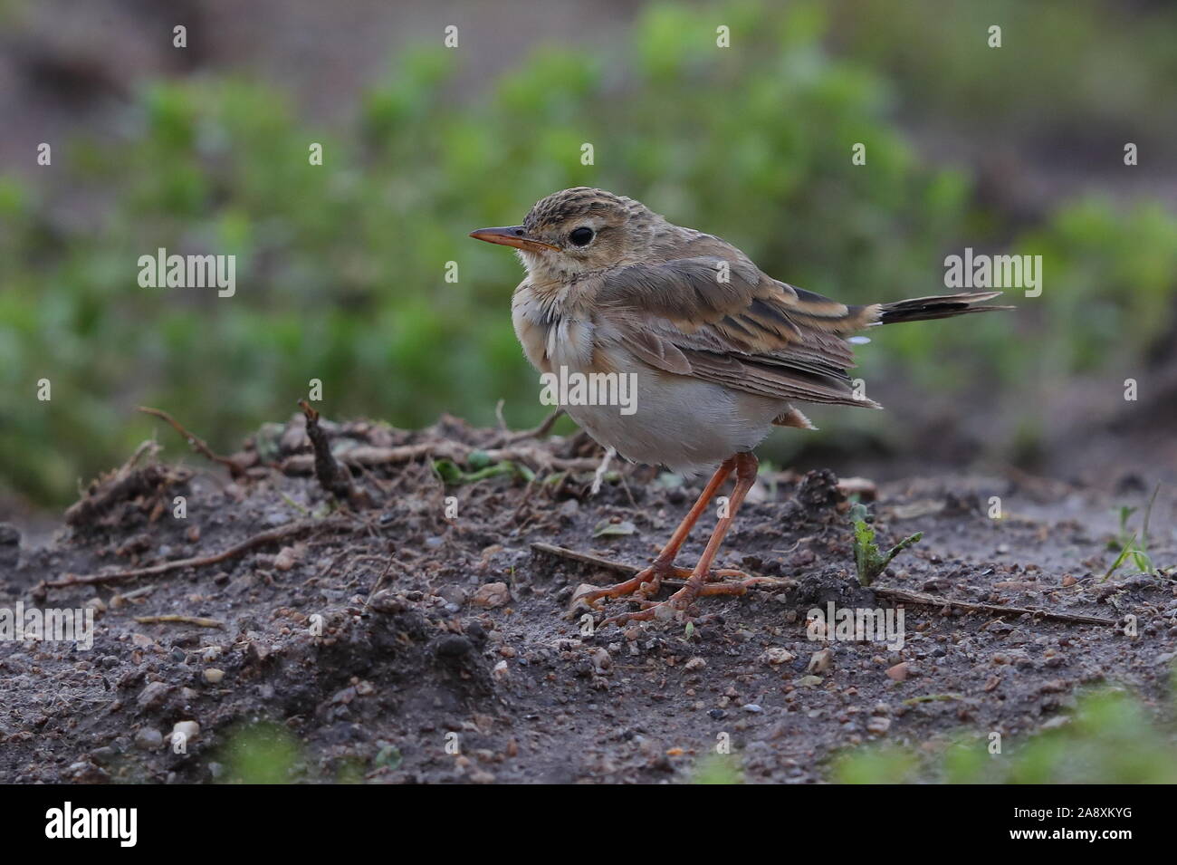 Pipits of europe hi-res stock photography and images - Alamy