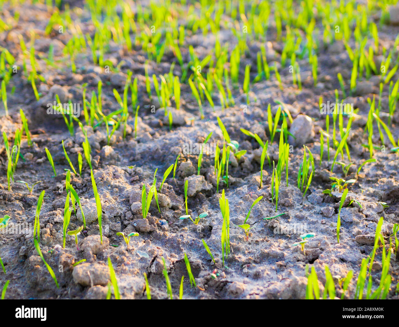 Sprouts of a crop in a field at sunset. Young shoots on the field at ...