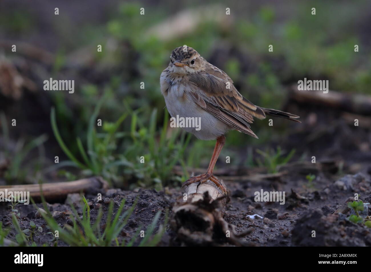 Pipits of europe hi-res stock photography and images - Alamy