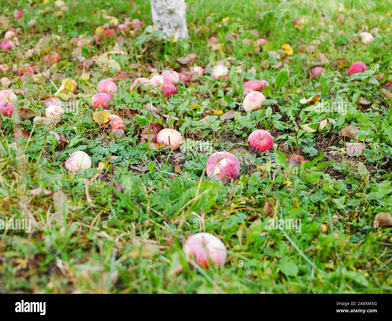 Abandoned apples on the grass. There is no harvest of apples ...