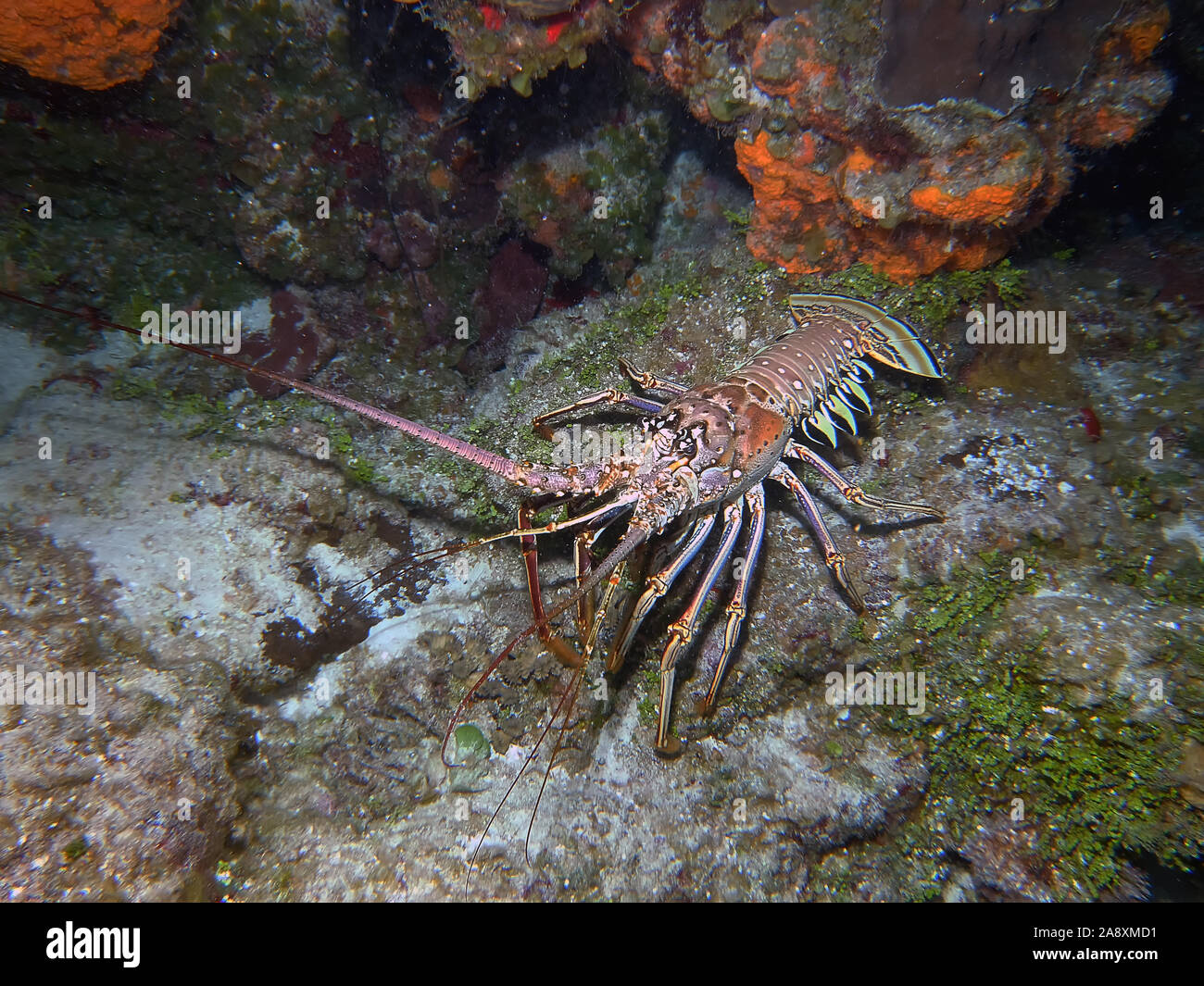 Caribbean Spiny Lobster (Panulirus argus Stock Photo - Alamy