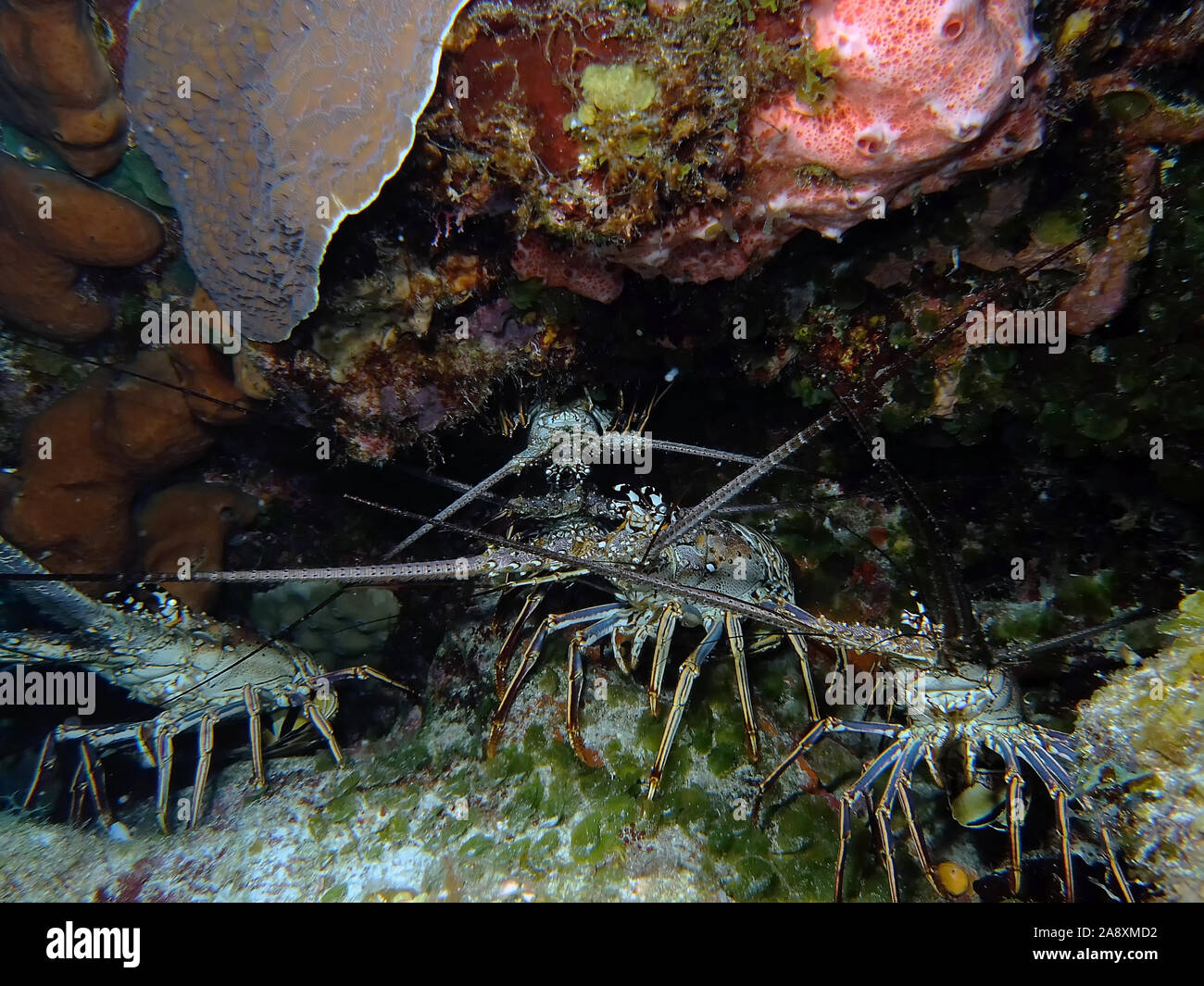 Caribbean Spiny Lobster (Panulirus argus Stock Photo - Alamy