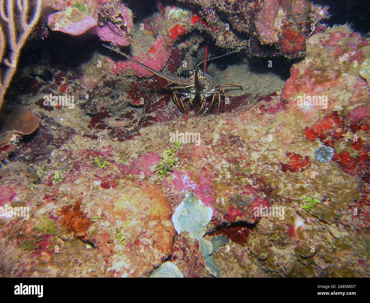 Caribbean Spiny Lobster (Panulirus argus Stock Photo - Alamy