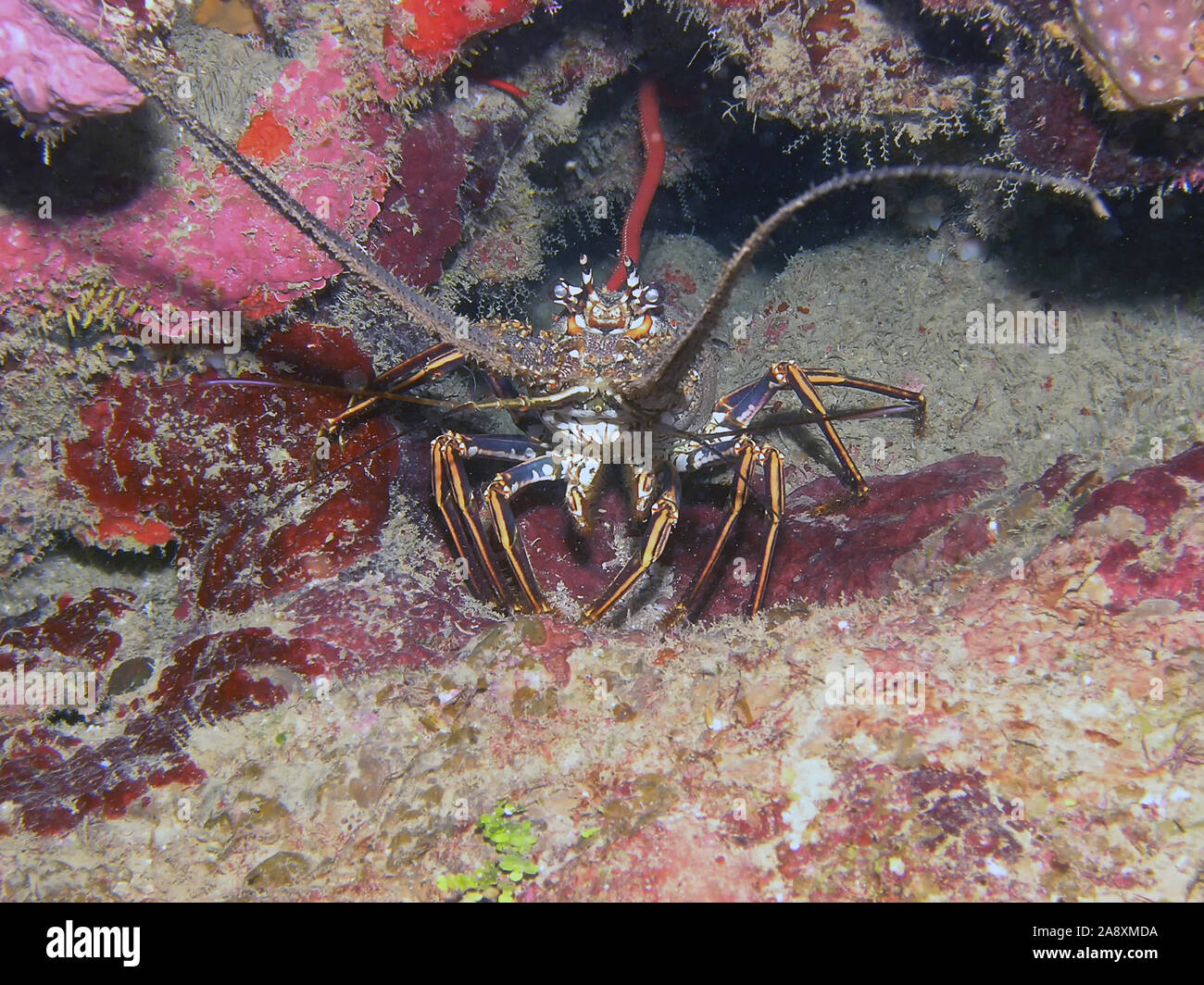 Caribbean Spiny Lobster (Panulirus argus Stock Photo - Alamy