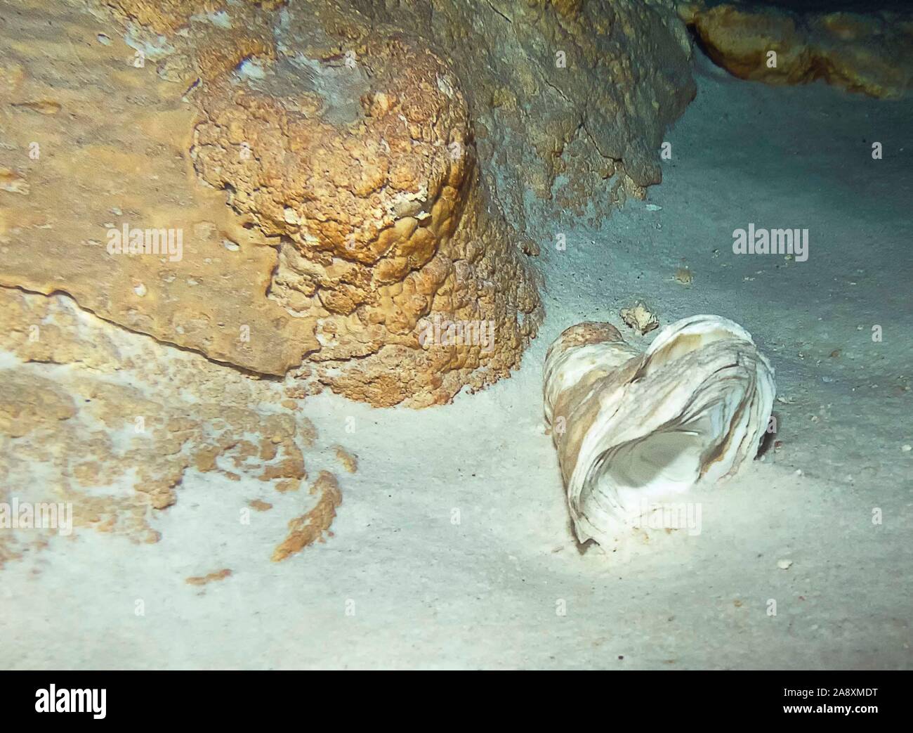 Underwater limestone cave formations hi-res stock photography and ...