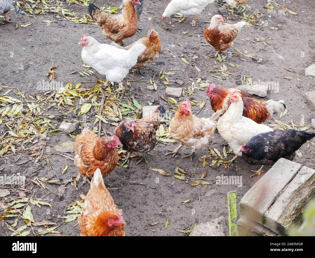 Chickens geese farming. geese. poultry yard in the village. Chickens ...