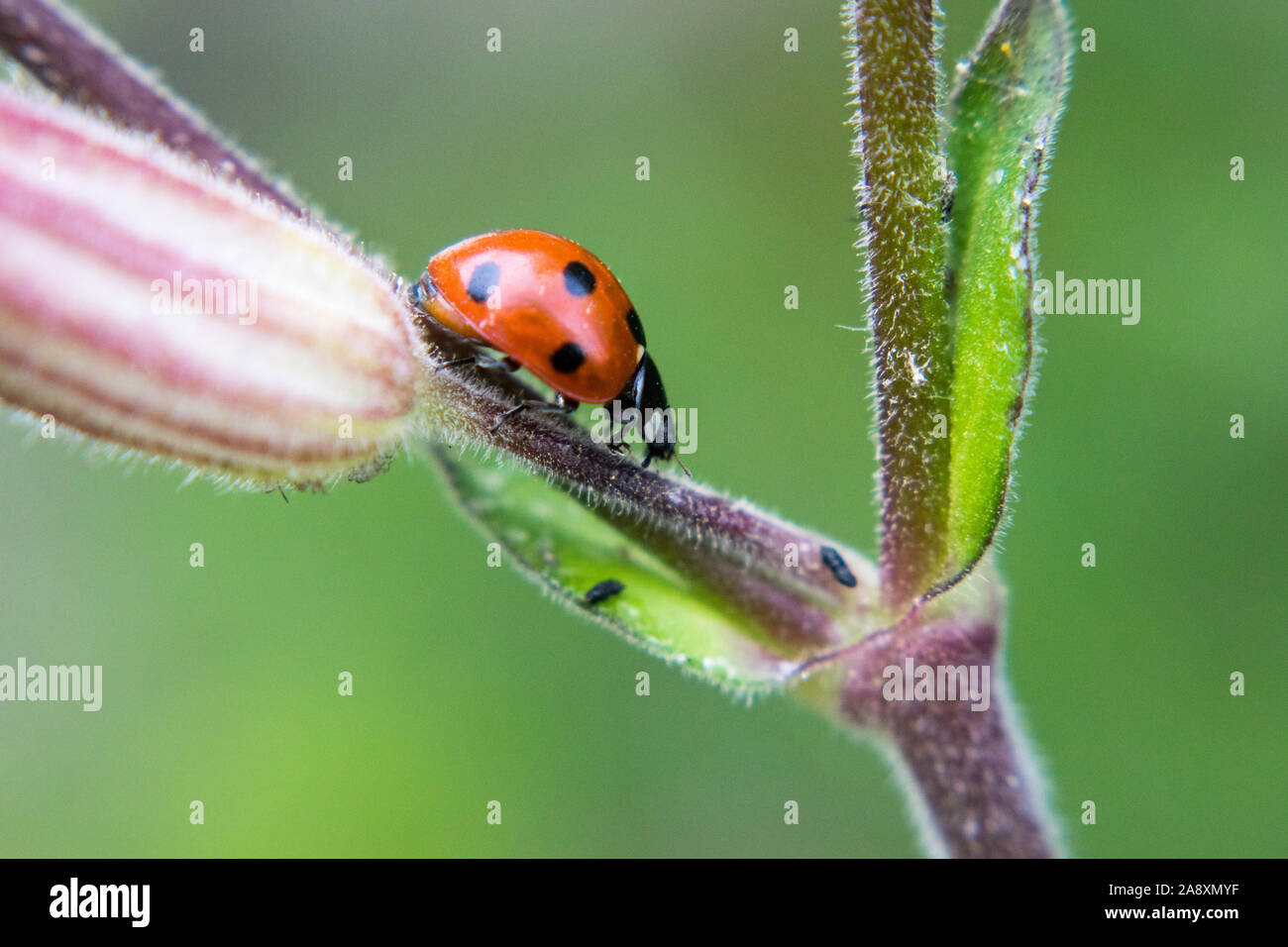 Ladybug on plant stem Stock Photo - Alamy