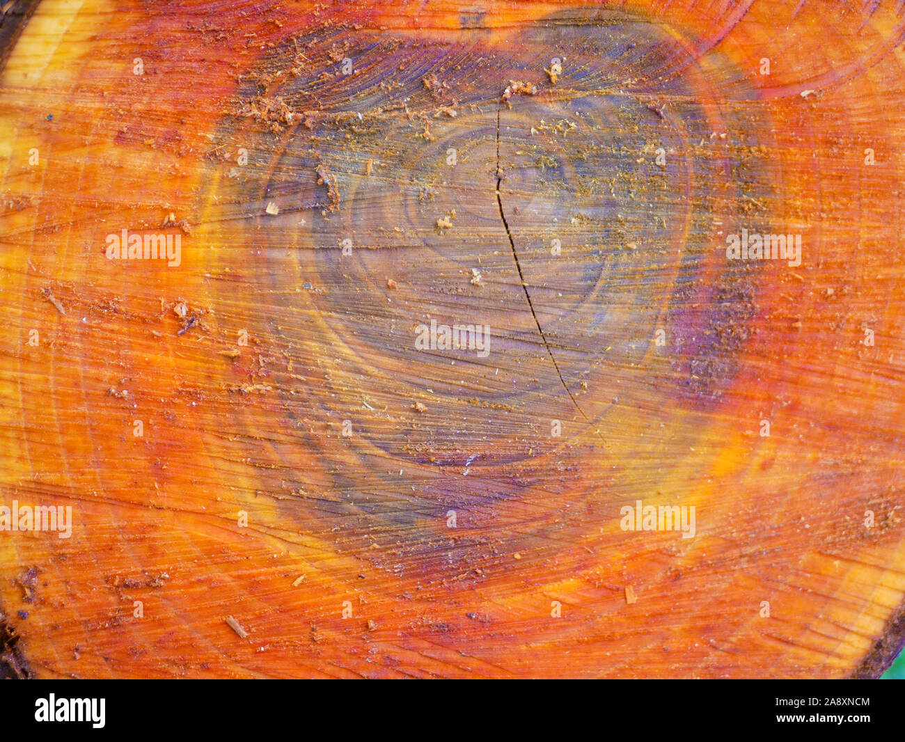 Orange structure of a sawn tree. Cross cut pine logs. Close-up Stock ...