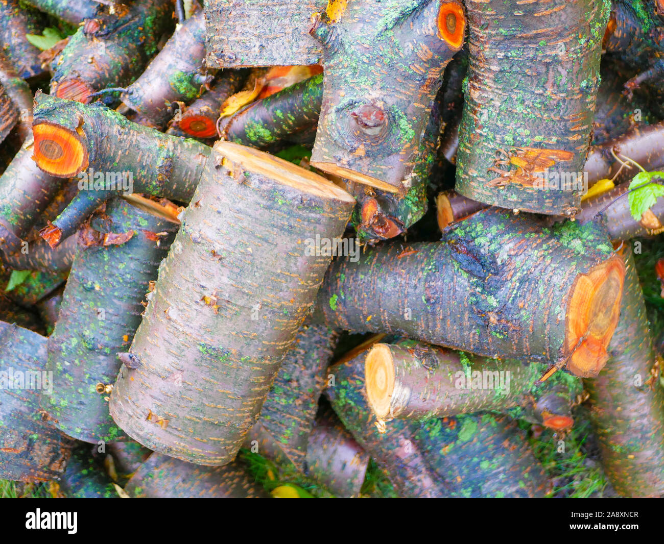 Wet logs hi-res stock photography and images - Alamy