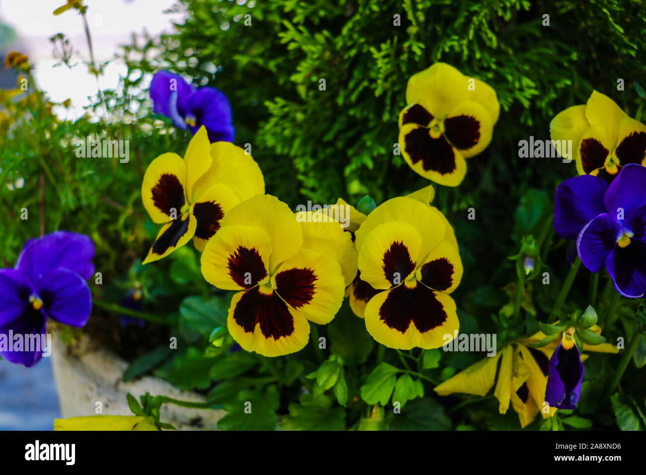 Colored violet hi-res stock photography and images - Alamy