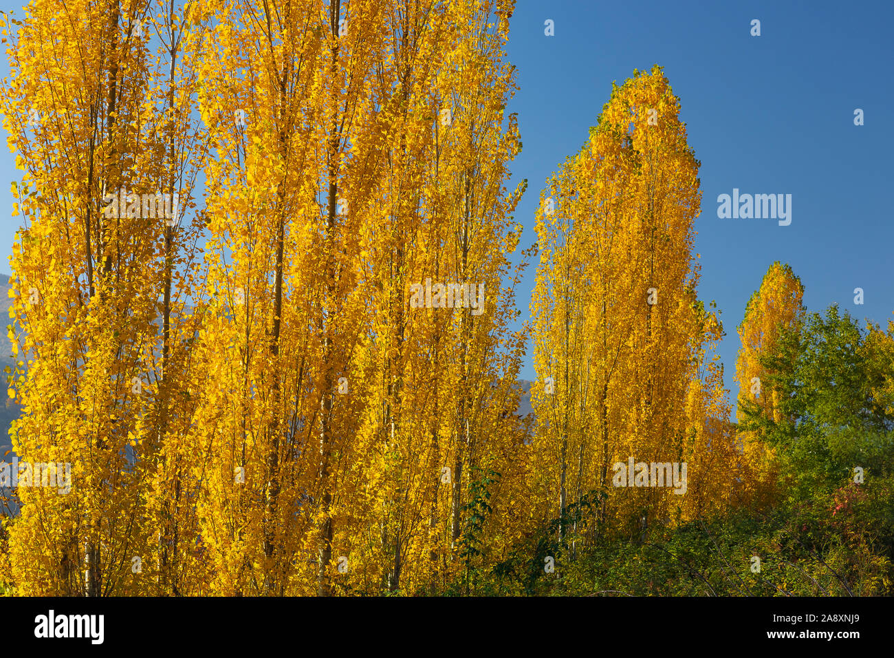 White poplar autumn hi-res stock photography and images - Alamy