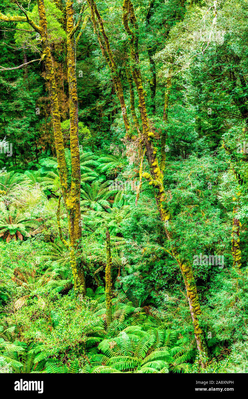 Wet sclerophyll forest hi-res stock photography and images - Alamy