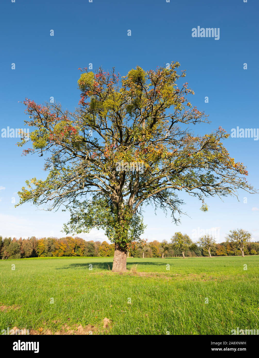 Nut Fruit Of The Walnut Tree High Resolution Stock Photography and ...