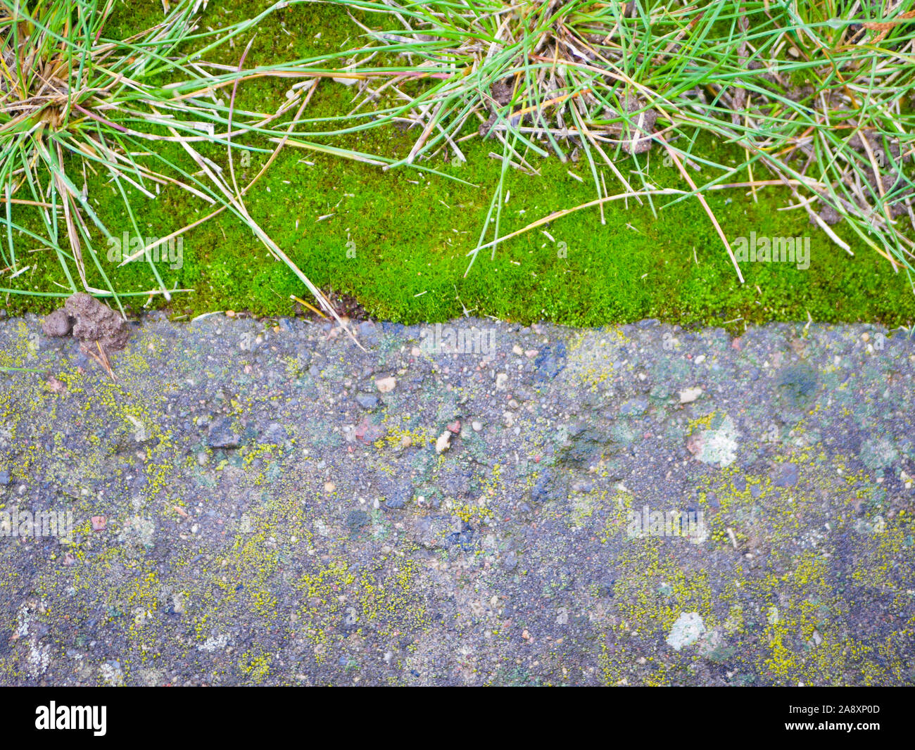Paving slabs covered with moss. Large view. Moss rock, paving stones ...