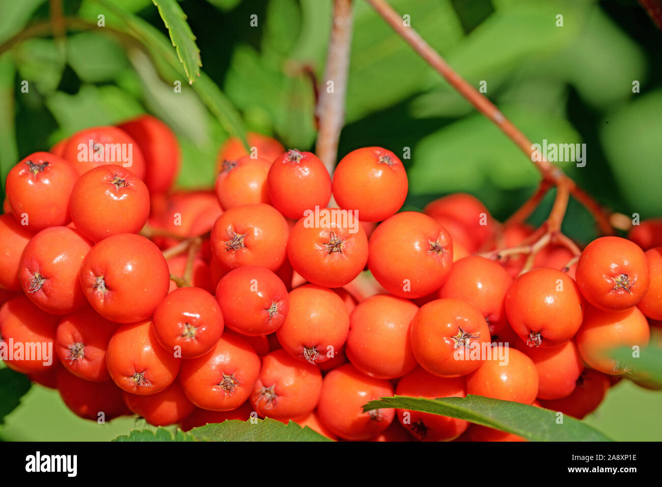Ripe fruits from the rowan tree, Sorbus Stock Photo - Alamy