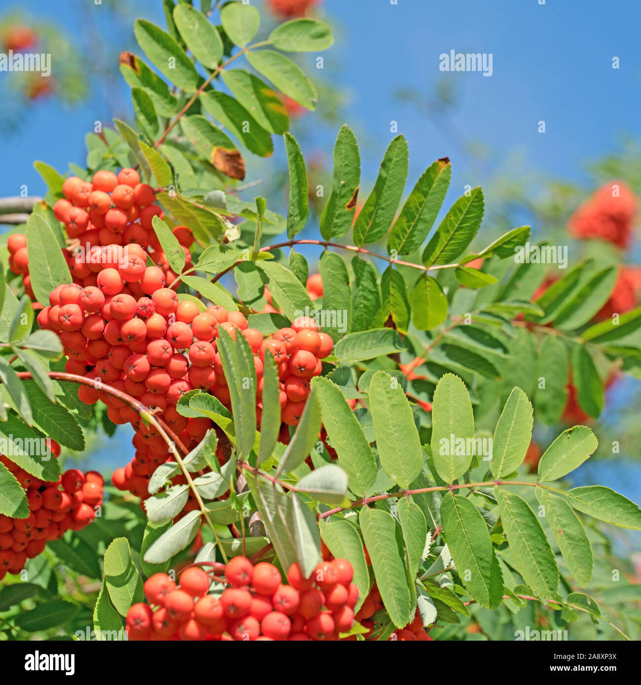 Sorbus fruits hi-res stock photography and images - Alamy