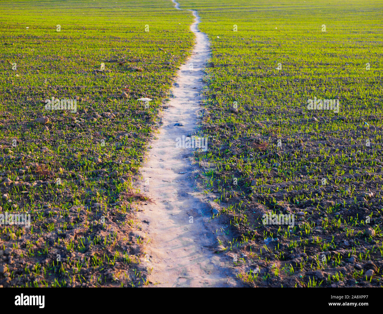 Trampled flower hi-res stock photography and images - Alamy