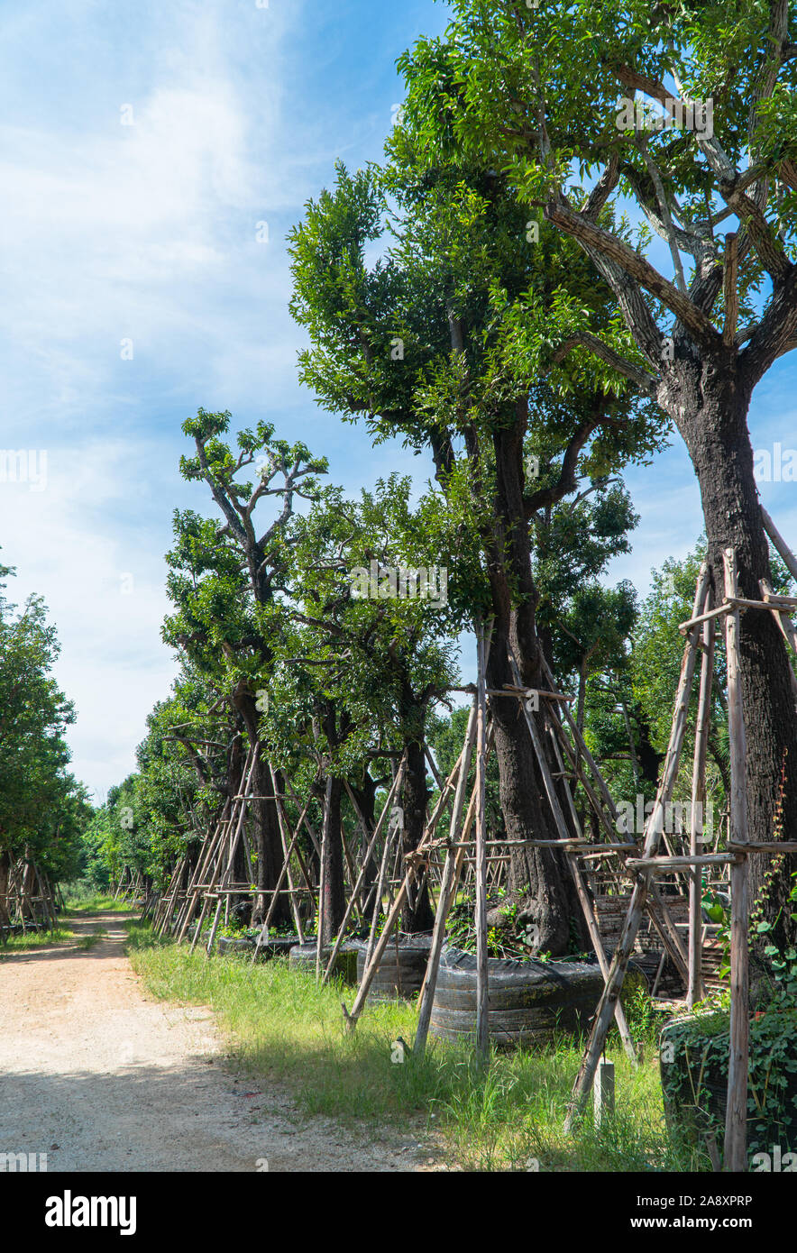 Large trees are well cultivated arranged in rows in the florist shop ...