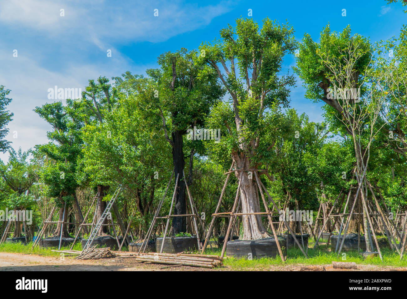 Large trees are well cultivated arranged in rows in the florist shop ...