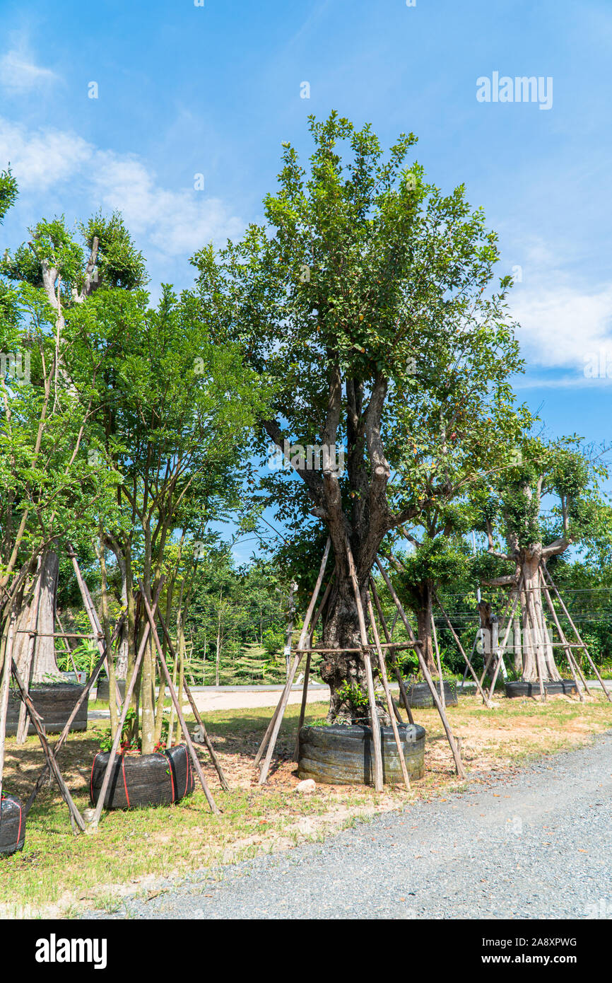 Large trees are well cultivated arranged in rows in the florist shop ...