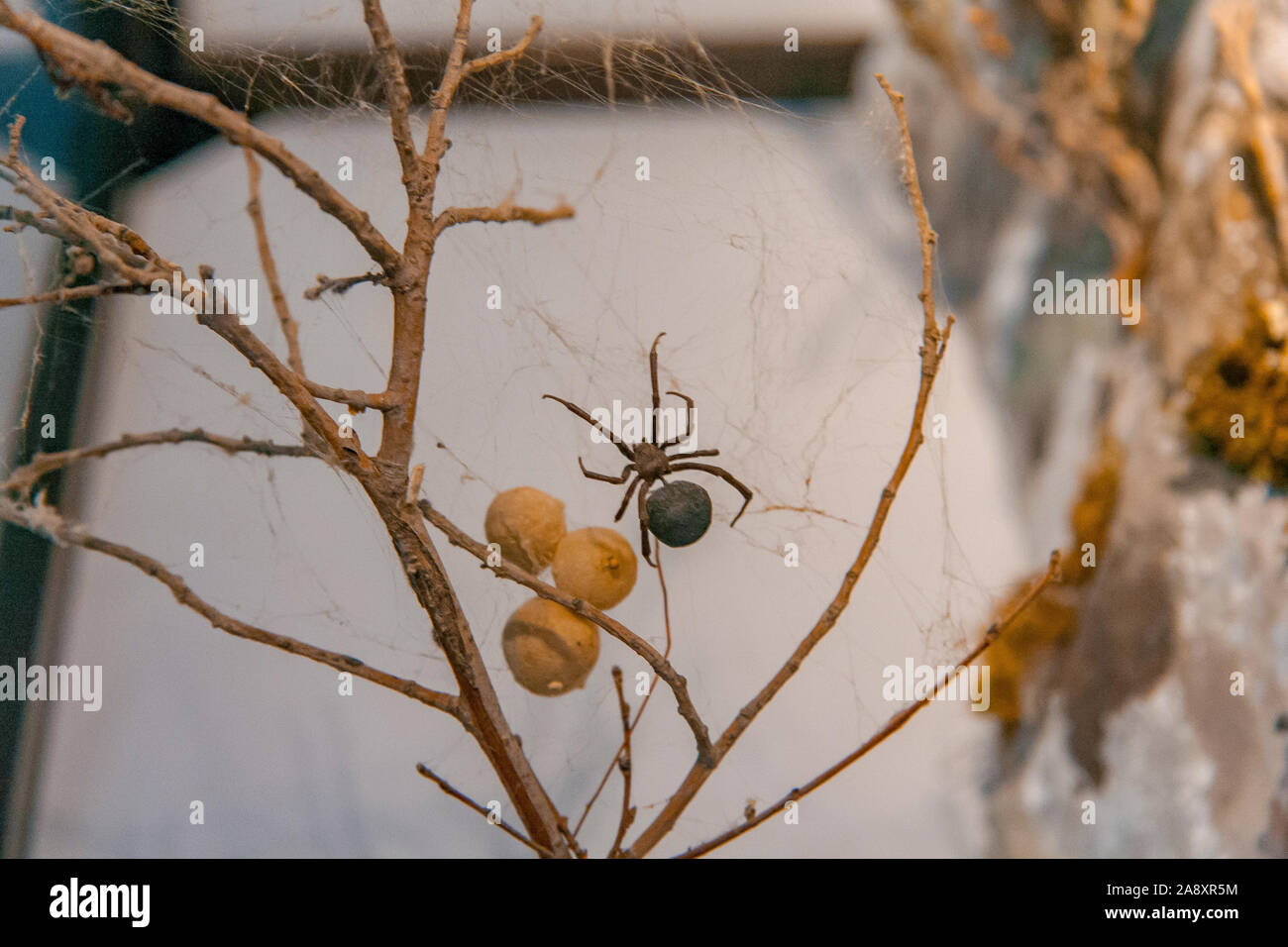 Terrible poisonous spider in the museum of the Karadag reserve. Crimea ...