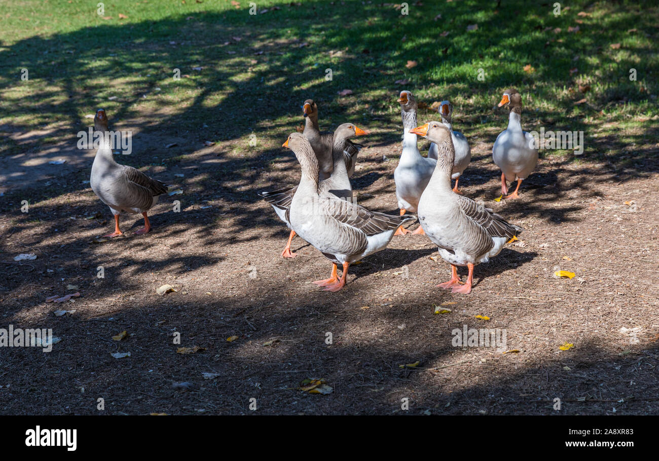 Amazing picture of group of Geese on the side of a lake in wilderness ...