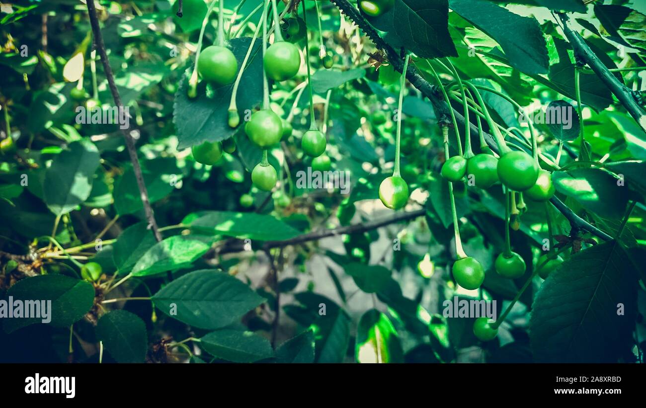 Green unripe cherry berries trees braches background Stock Photo - Alamy