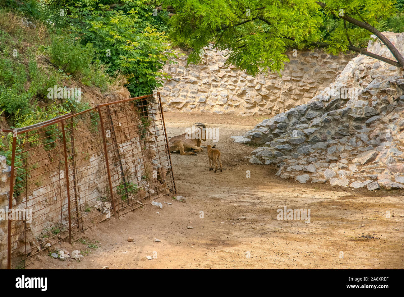 Wild boar stones hi-res stock photography and images - Alamy