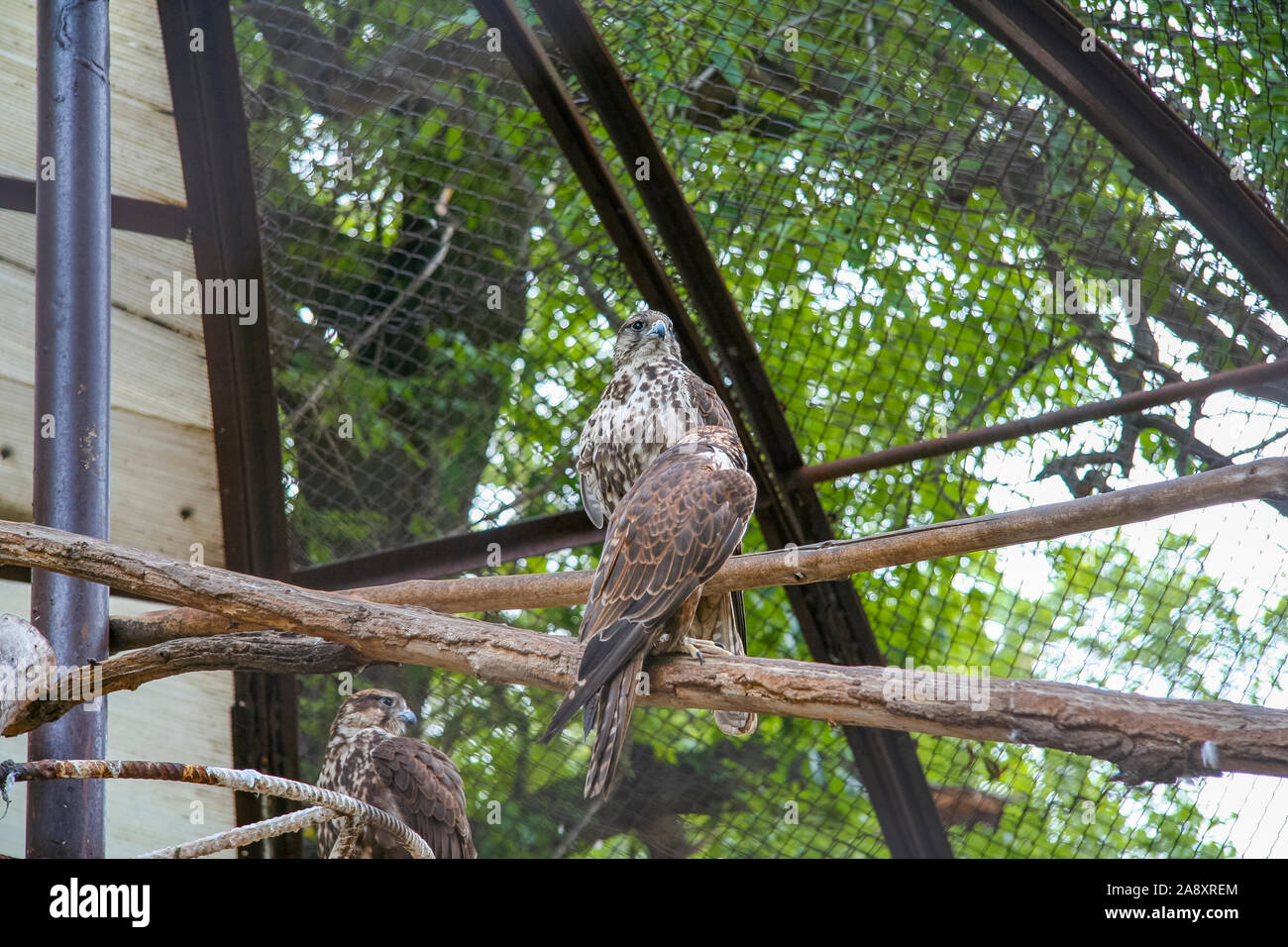 Falcon in cage hi-res stock photography and images - Alamy