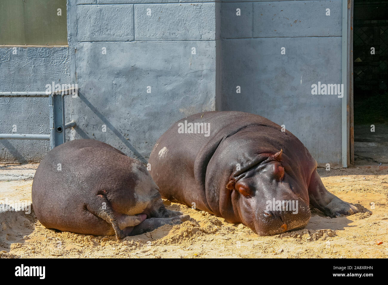 A family of lazy hippos rests in the aviary on a yellow sand. Kharkov ...