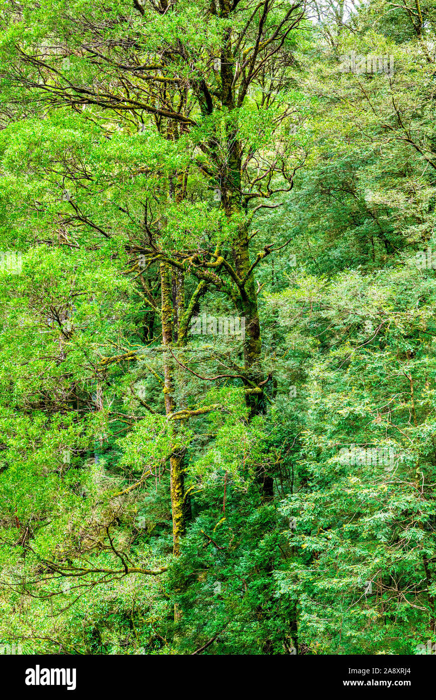 Wet sclerophyll forest hi-res stock photography and images - Alamy