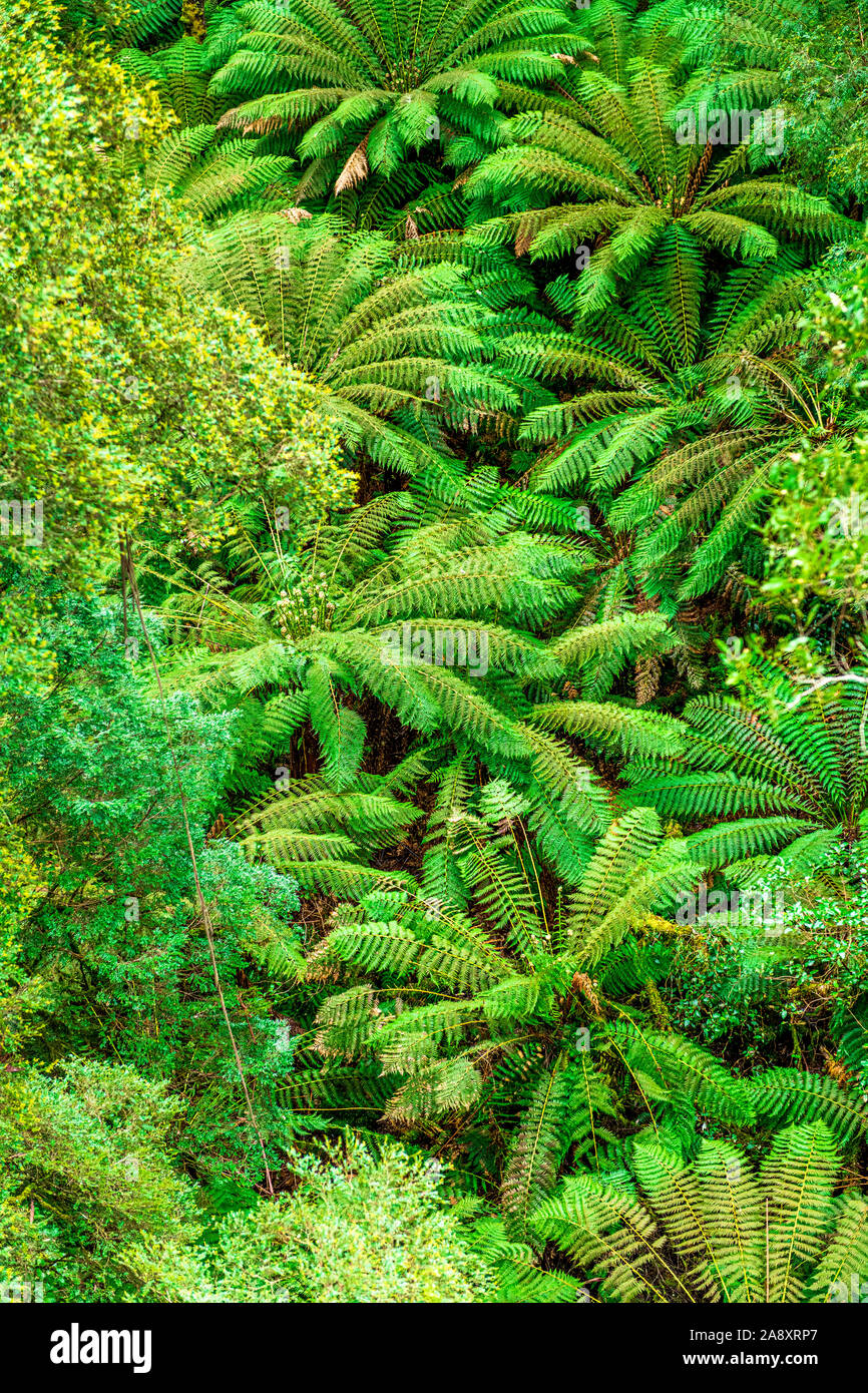 Giant tree ferns hi-res stock photography and images - Alamy