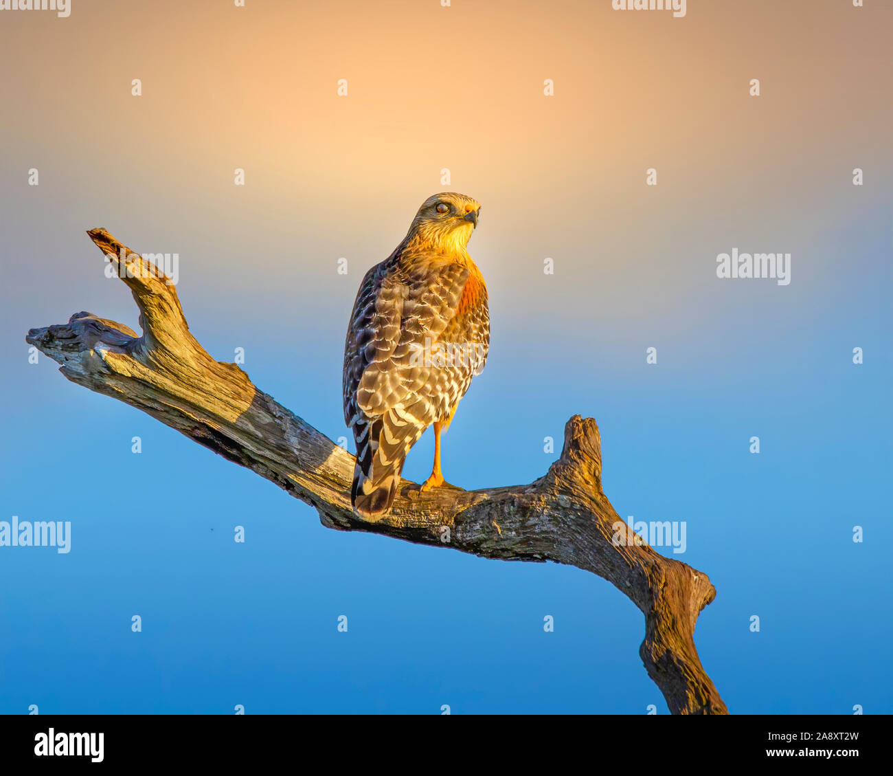 A Red Shouldered Hawk watches the sunset while perched in a tree in the ...