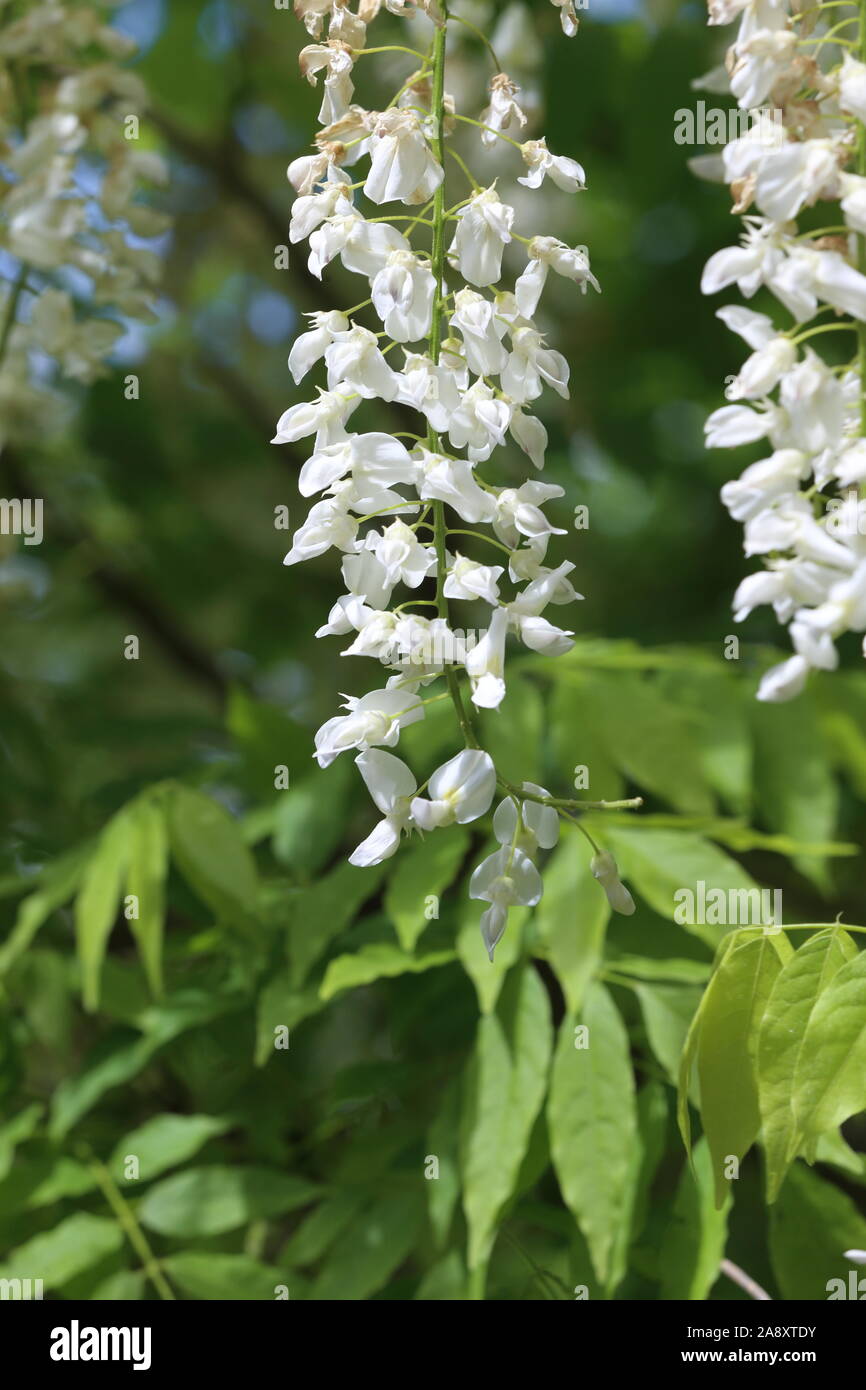 Pendulous white flowers of Wisteria Sinensis 'alba' Stock Photo - Alamy