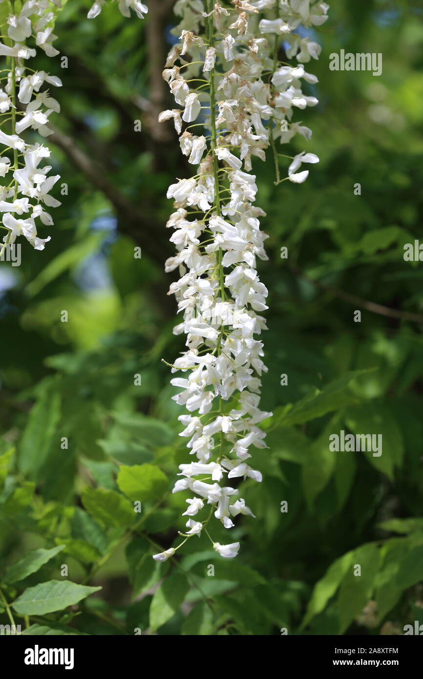 Pendulous white flowers of Wisteria Sinensis 'alba' Stock Photo - Alamy