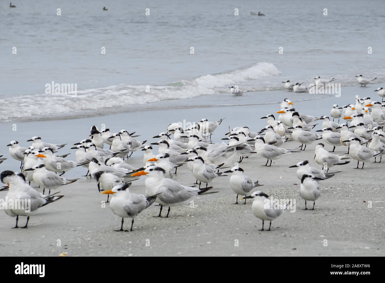 A group of seagulls on the beach Stock Photo - Alamy