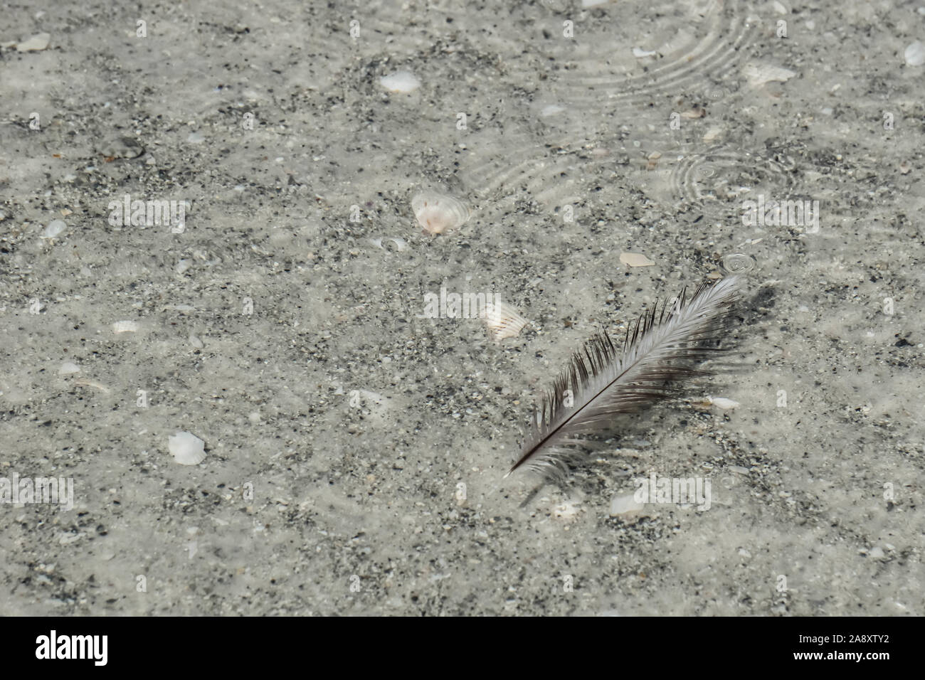 Seagull feather hi-res stock photography and images - Alamy