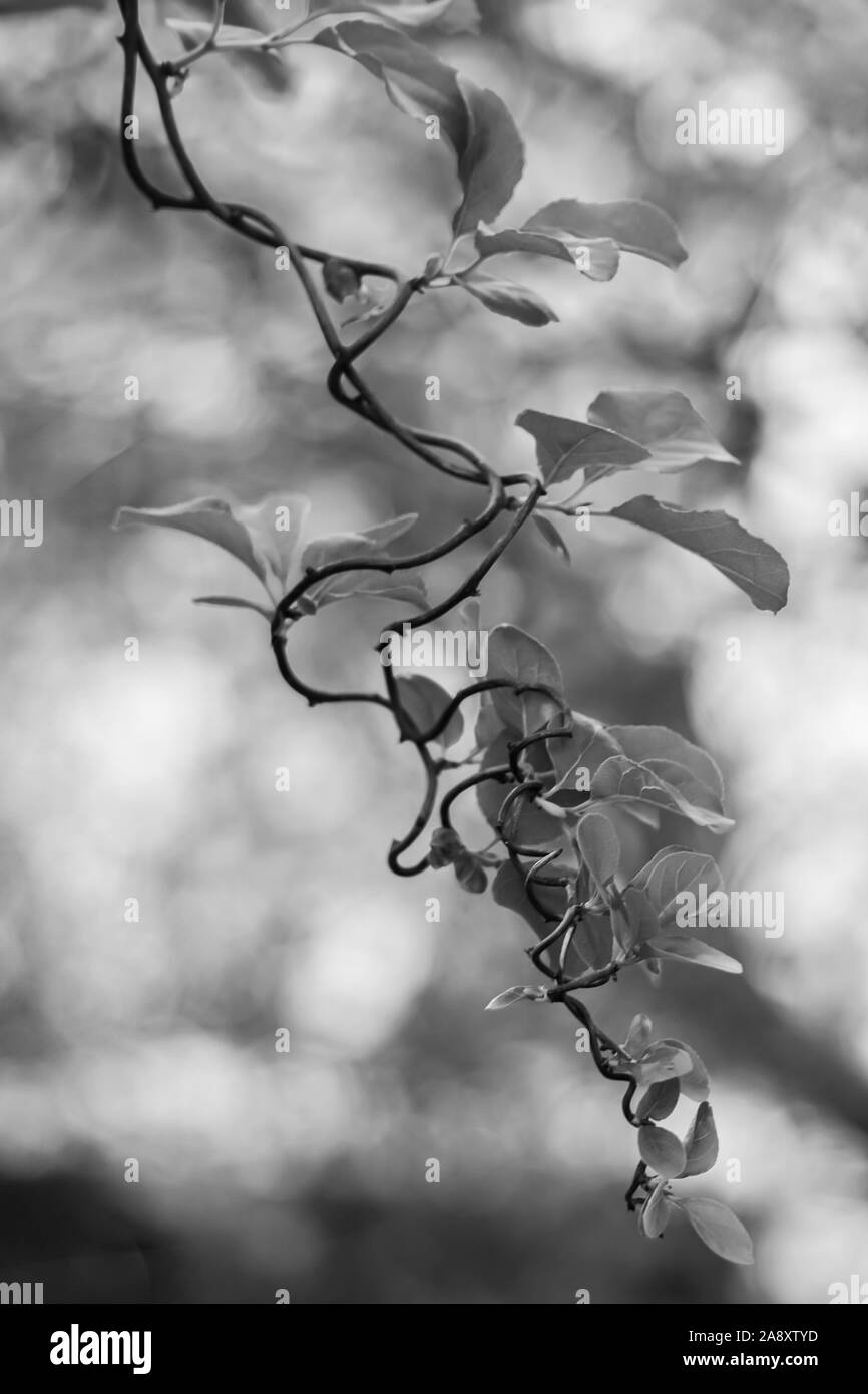 Windy tree leaves Black and White Stock Photos & Images - Alamy