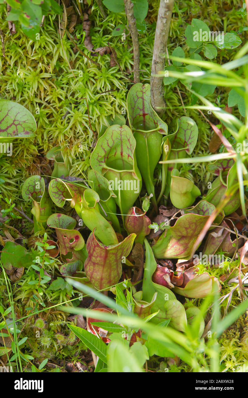 Pitcher Plant Sarracenia Purpurea High Resolution Stock Photography and ...