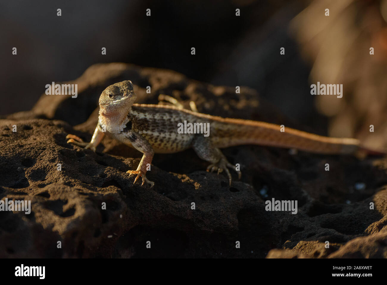 Albemarle lava lizard hi-res stock photography and images - Alamy