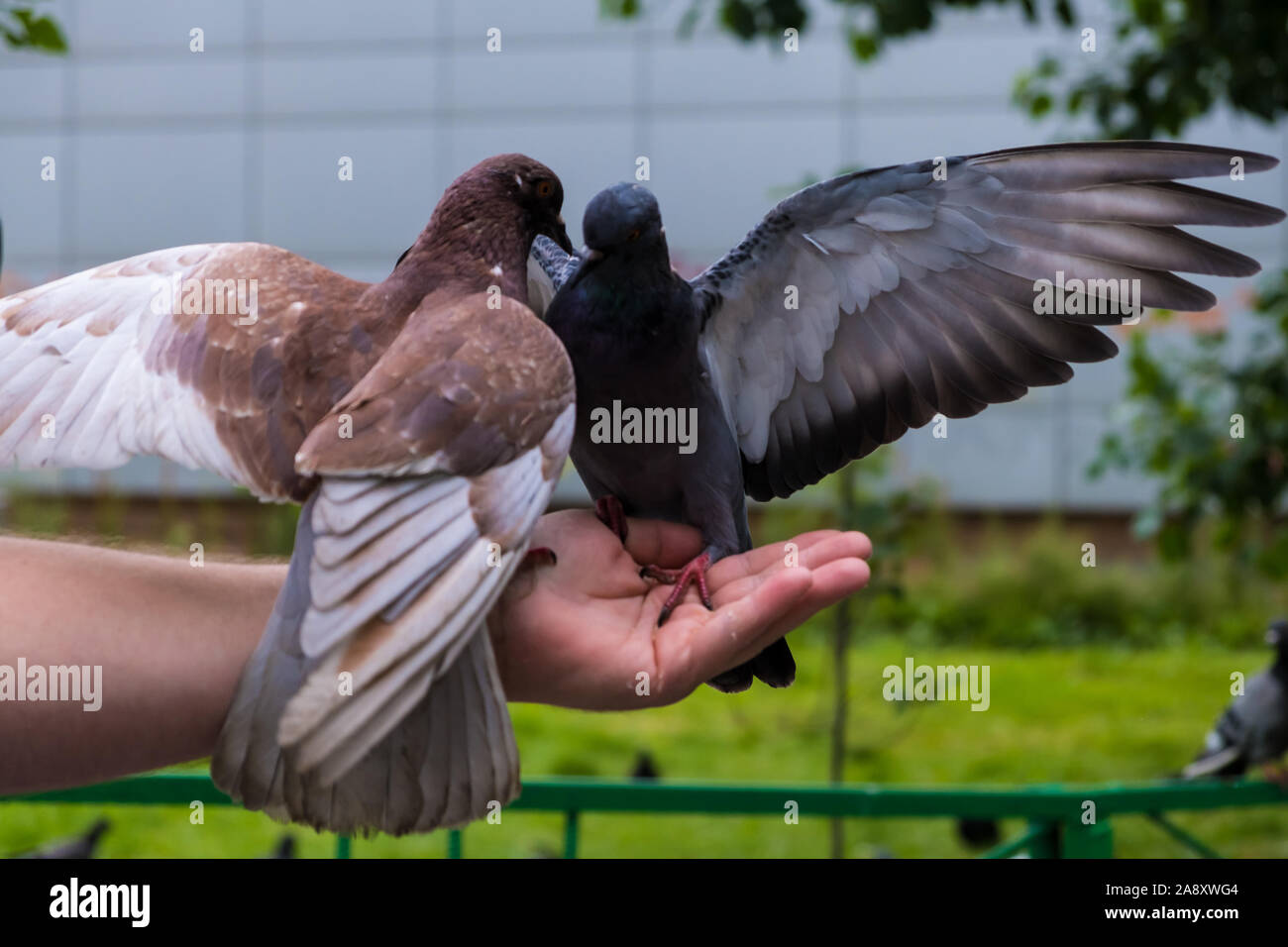 Two doves sit on a mans hand on a summer day Stock Photo - Alamy