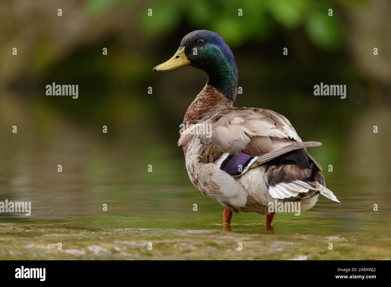 Side view of a Mallard wading in shallow water Stock Photo - Alamy