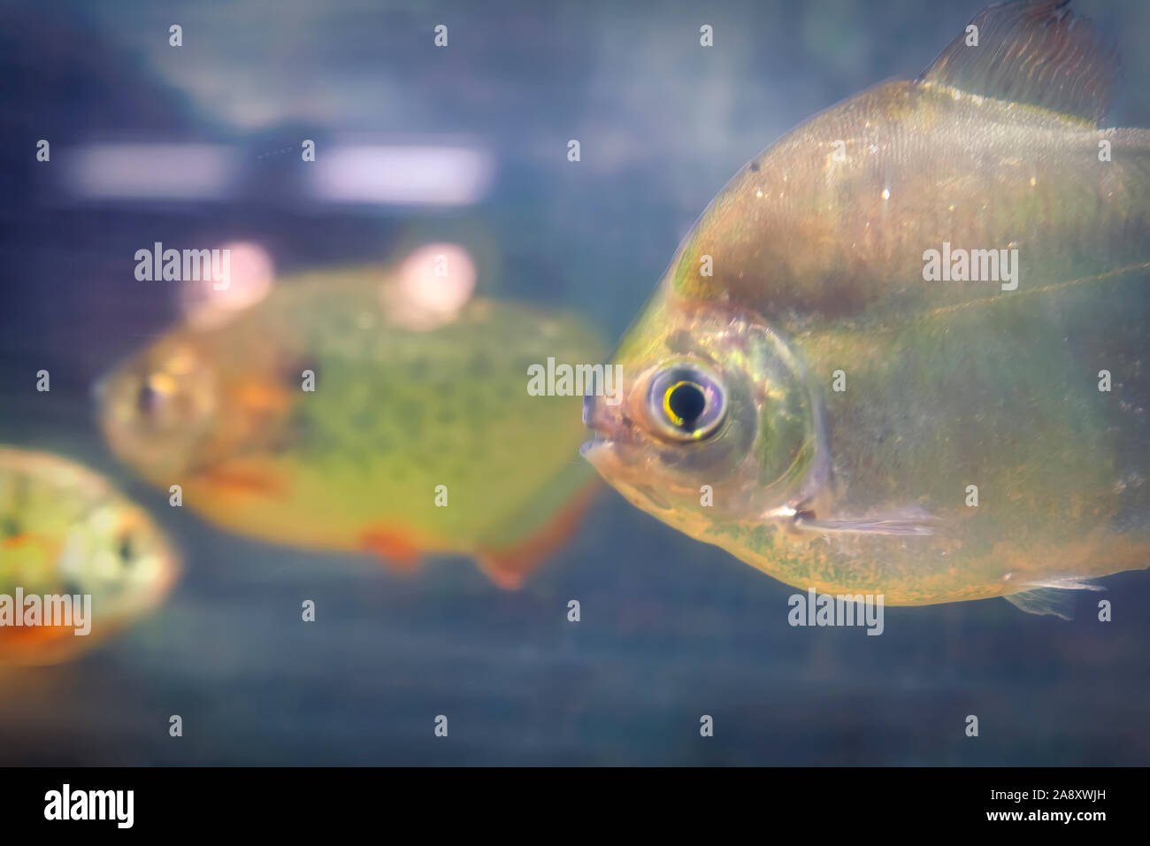 Biotope Aquarium High Resolution Stock Photography and Images - Alamy