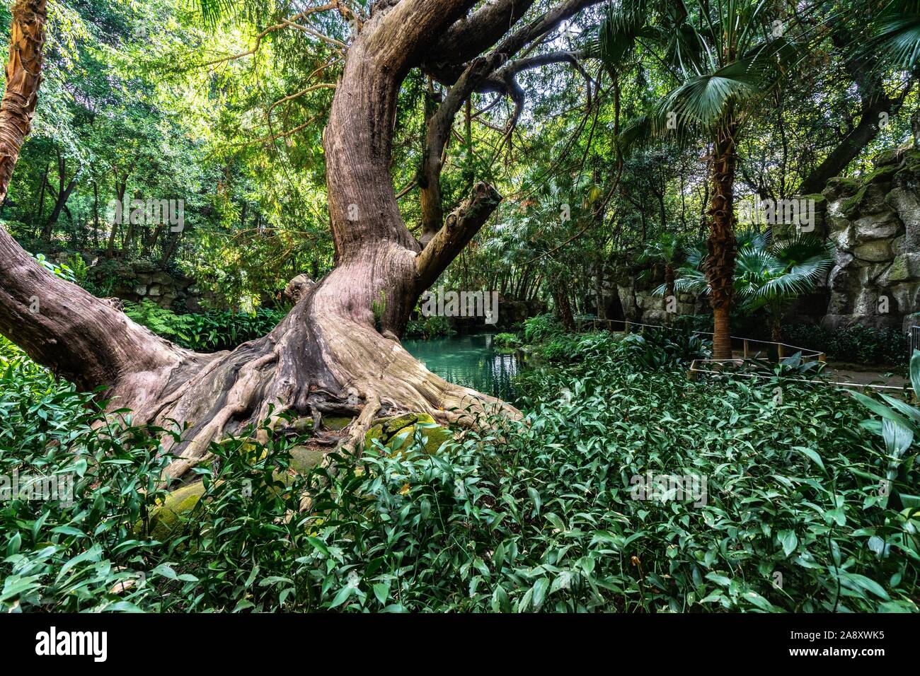 A secular tree in the English Garden of Caserta Royal Palace near the ...