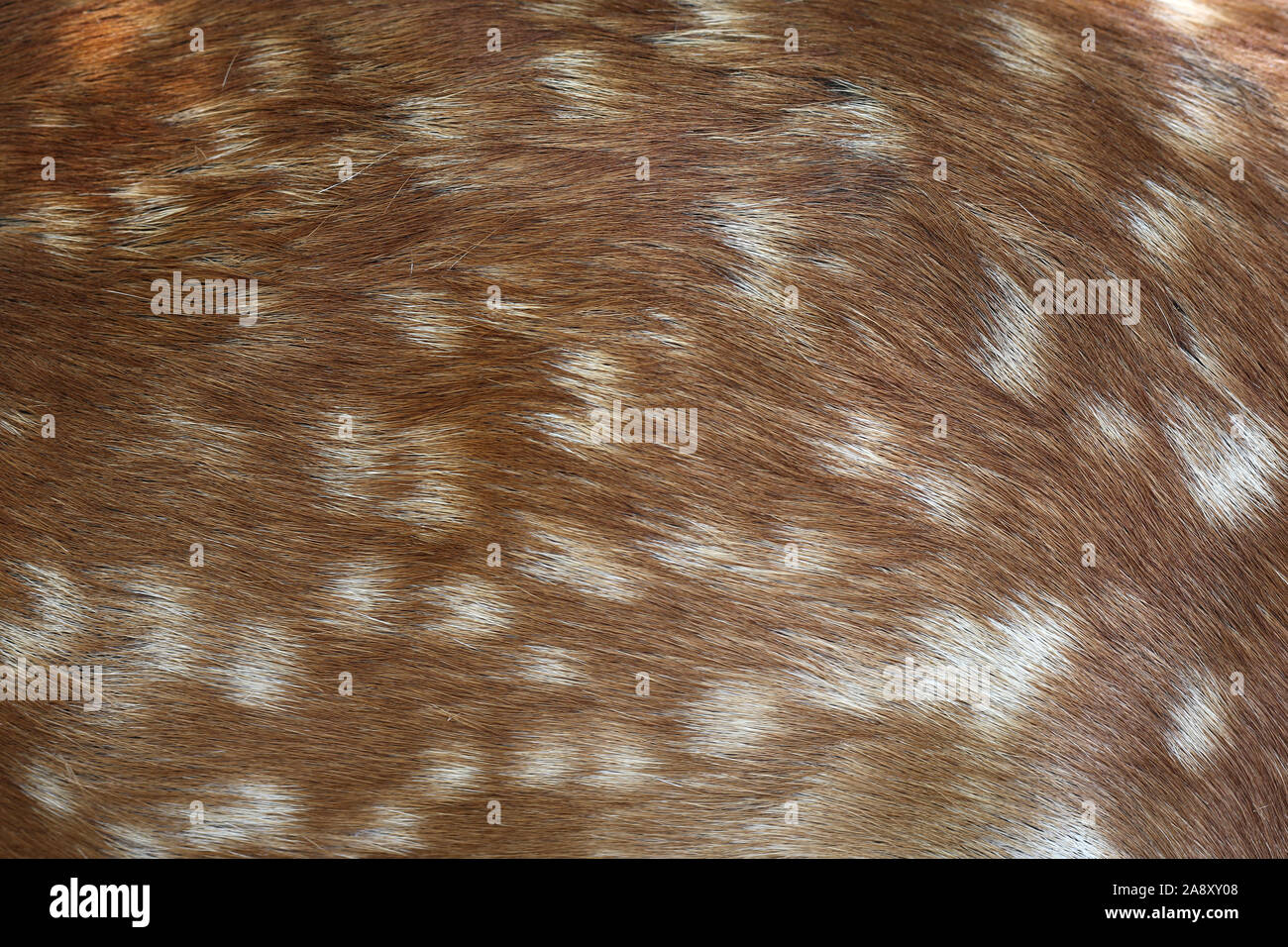 Deer skin pattern white spot hi-res stock photography and images - Alamy